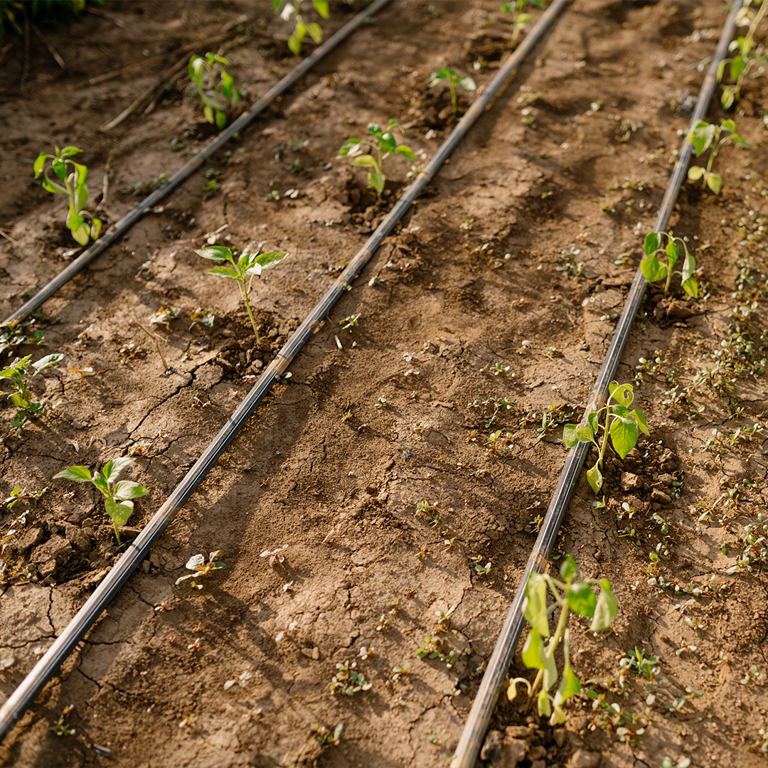 Navodnjavanje voća i povrća tokom suše - AGRO Bugarski