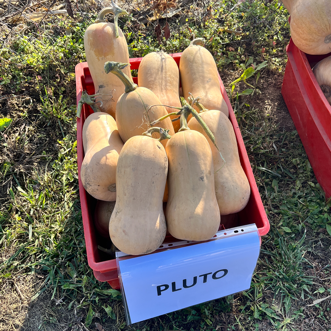Bundeva Pluto - AGRO Bugarski
