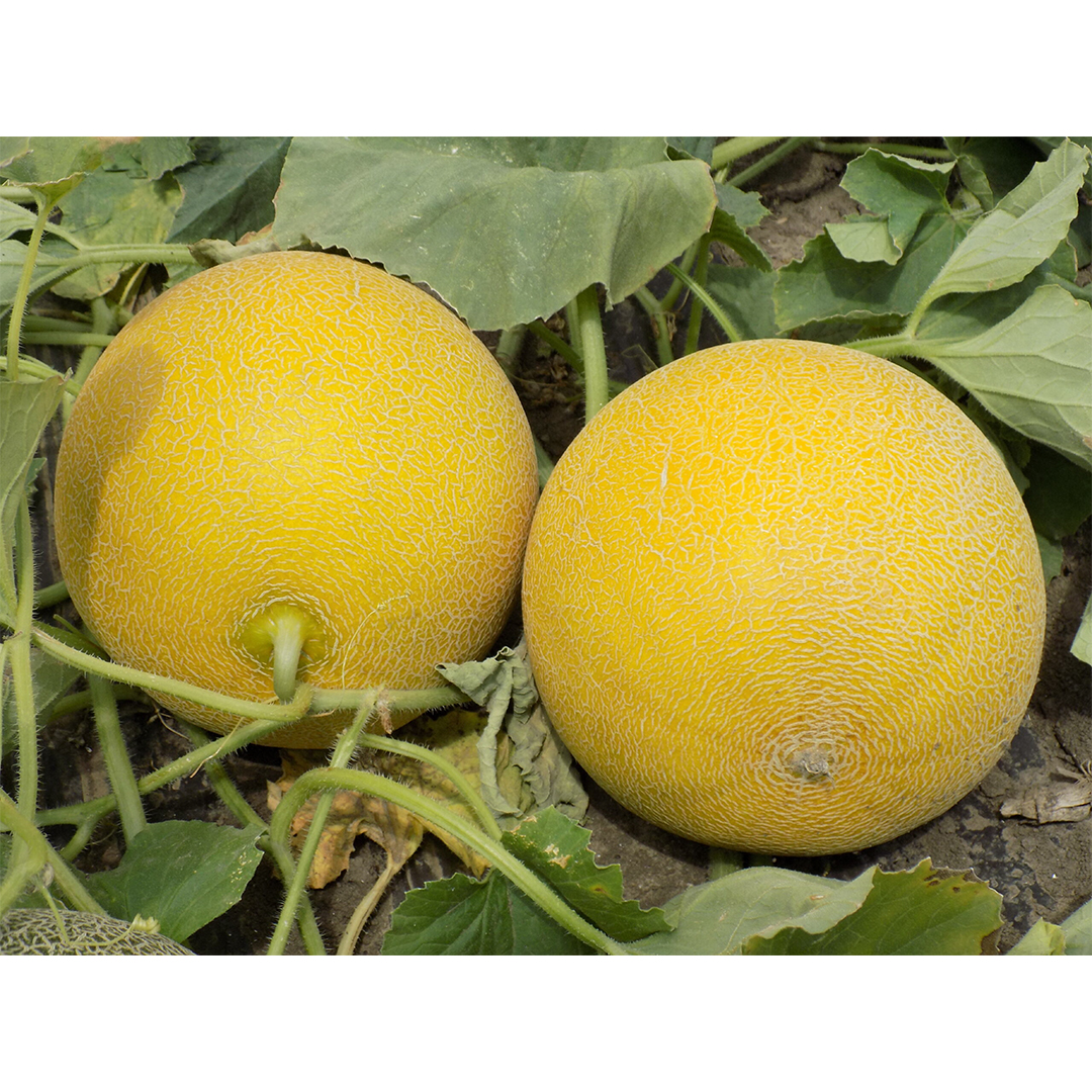 Citirex F1 dinja - AGRO Bugarski