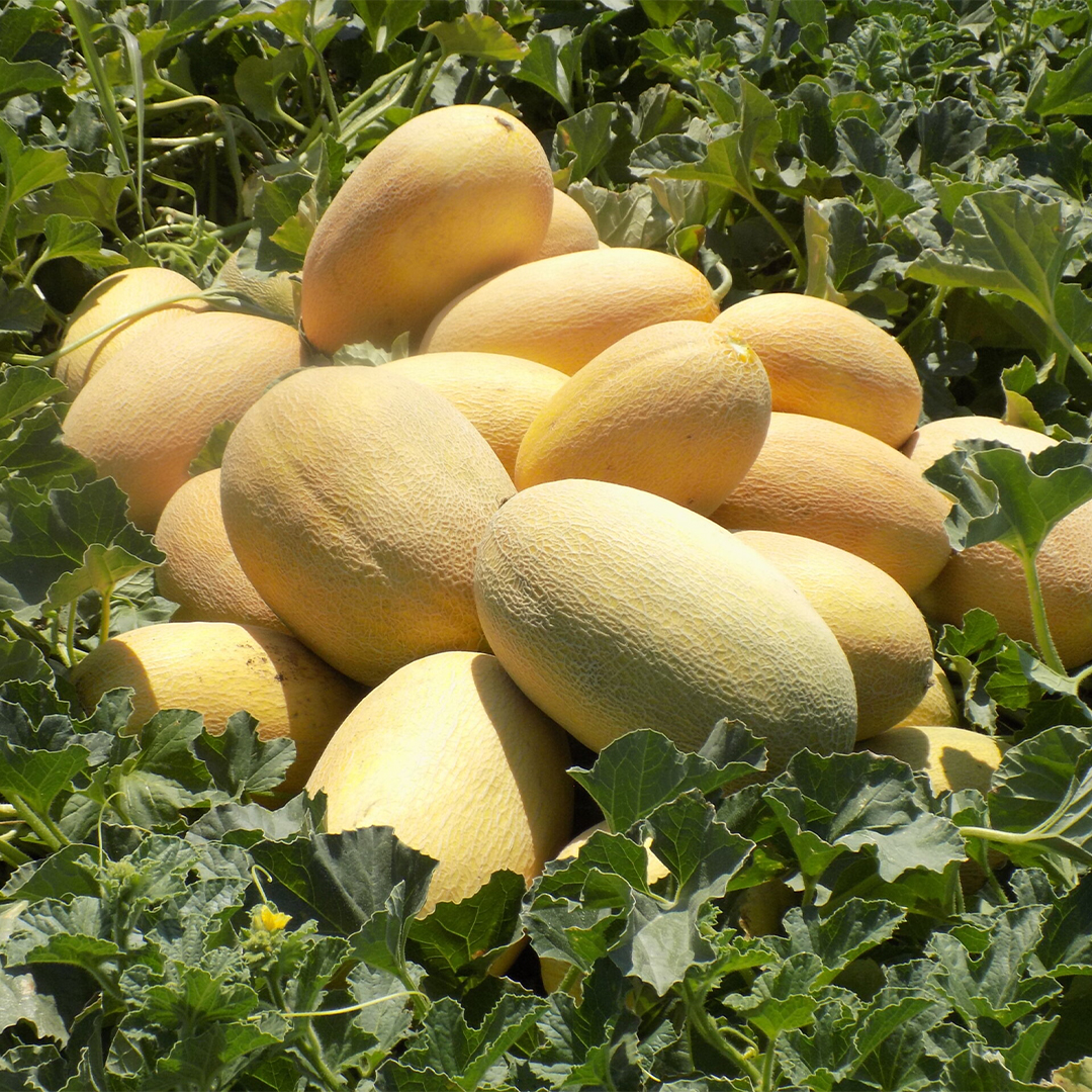 Maziane F1 dinja - AGRO Bugarski